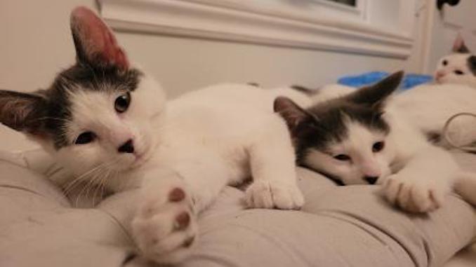 Lizzy the kitty is looking for a home in the Montréal area