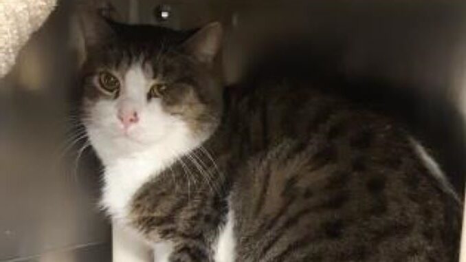 Charlie the cat is looking for a new lovely home in the Montréal area