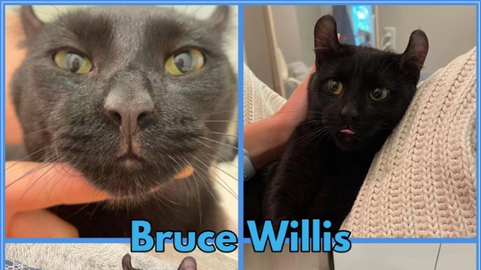 Bruce Willis the cat is looking for a new lovely home in the Montréal area