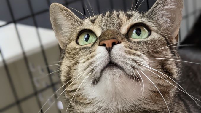Mikasa the cat is looking for a new lovely home in the Montréal area