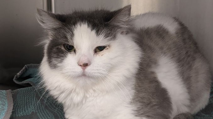 Misty the cat is looking for a new lovely home in the Montréal area