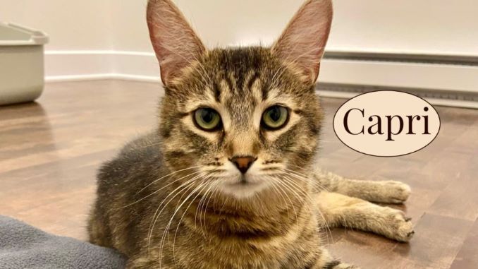 Capri the cat is looking for a new lovely home in the Montréal area