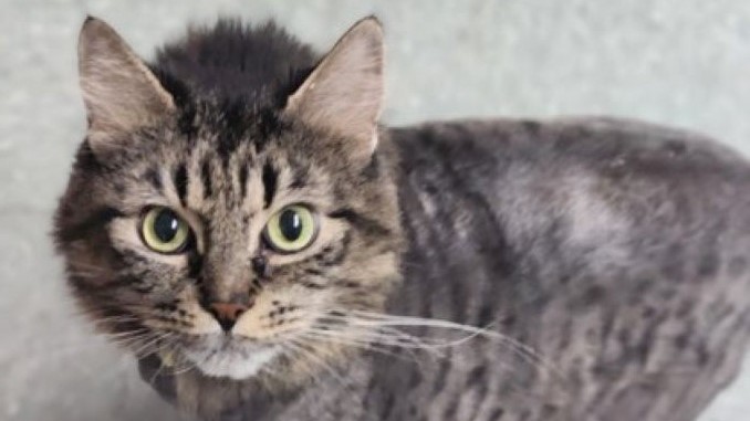 Axelle the cat is looking for a new lovely home in the Montréal area