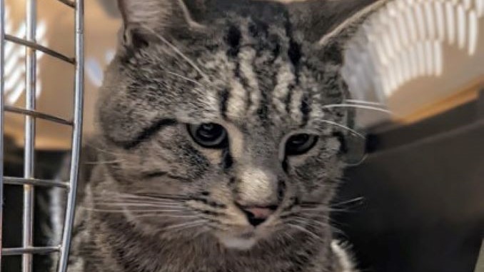 Chance the cat is looking for a lovely home in the Montréal area