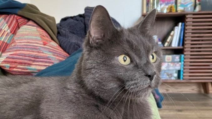 Kyle the cat is looking for a new lovely home in the Montréal area