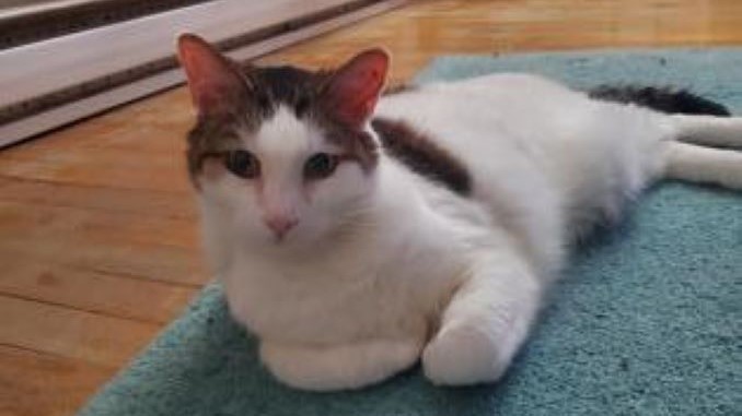 Merlin the cat is looking for a new lovely home in the Montréal area