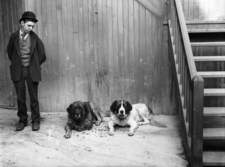 Old Photographs of Dogs in Montréal (1862-1898)