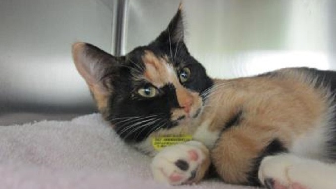Cayenne the cat is looking for a lovely home in the Montréal area