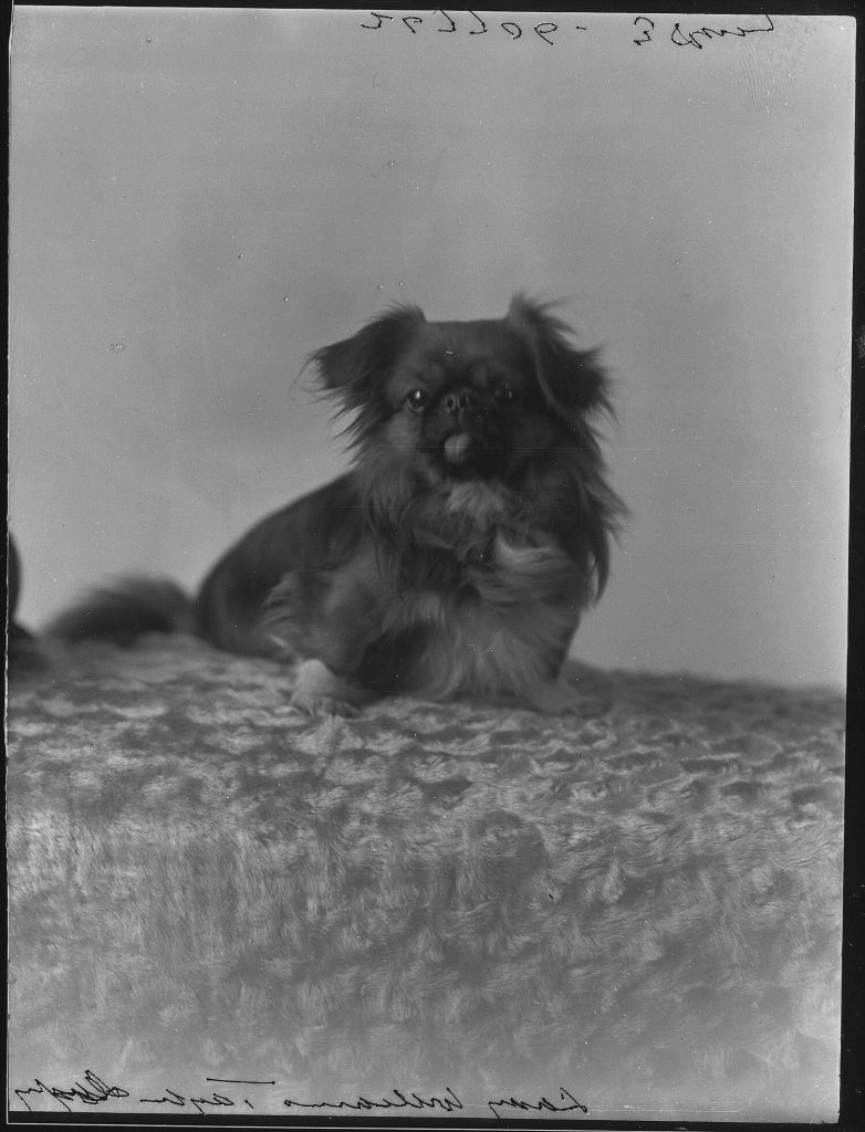 Old Photos of Dogs in Montreal (1921-1940)