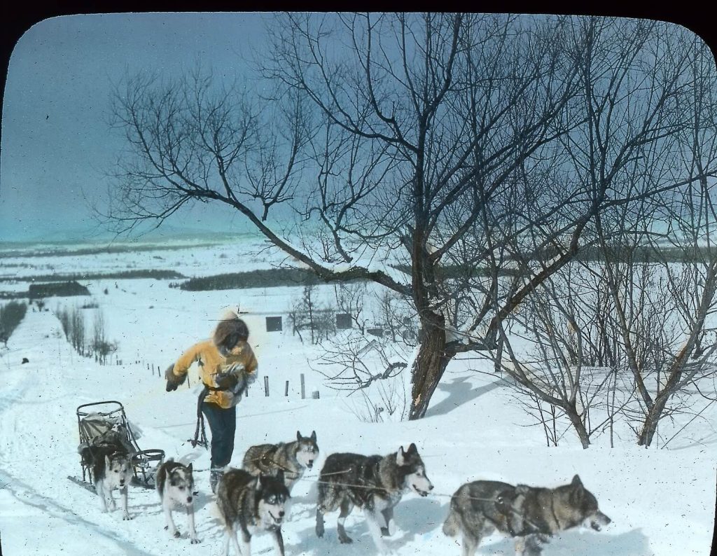 Old Photos of Dogs in Montreal (1921-1940)