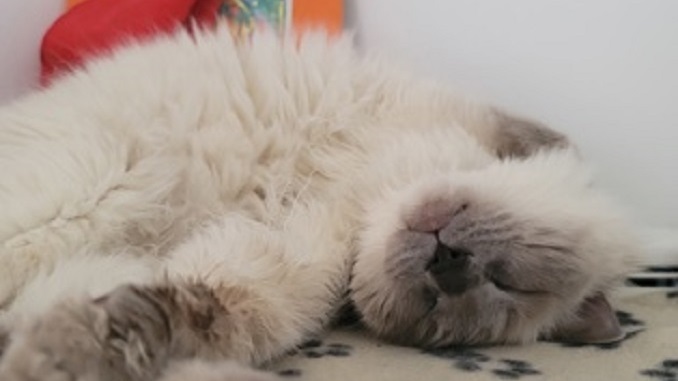 Symba the cat is looking for a new lovely home in the Montréal area