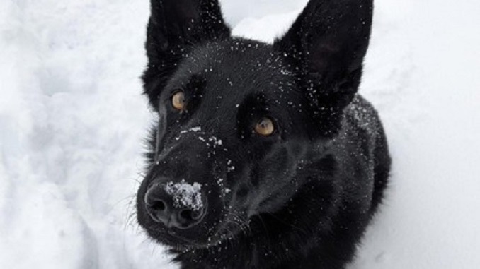 Magic the dog is looking for a new lovely home in the Montréal area