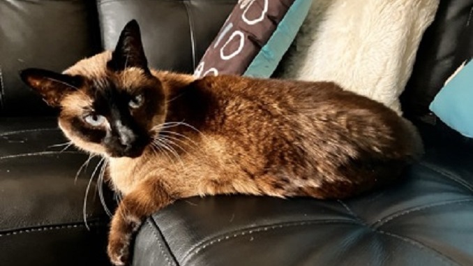 Moonie the cat is looking for a lovely home in the Montréal area