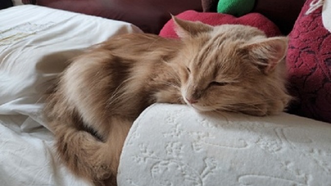 Newton the cat is looking for a lovely home in the Montréal area