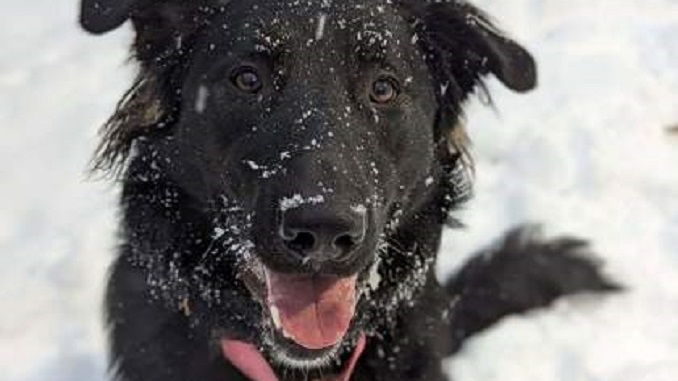 Nomade the dog is looking for a lovely home in the Montréal area