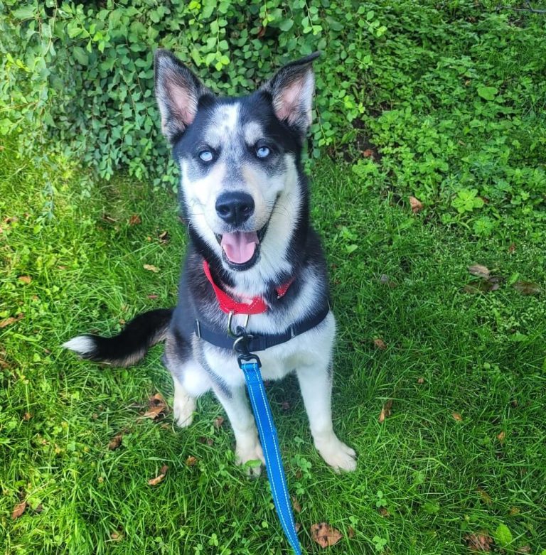 Moka the dog is looking for a new lovely home in the Montréal area