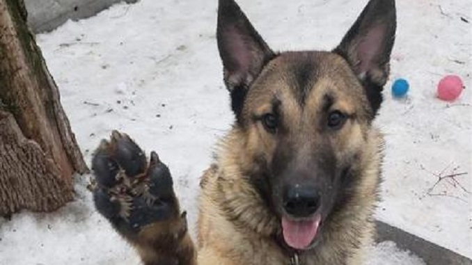 Kenzo the dog is looking for a lovely home in the Montréal area