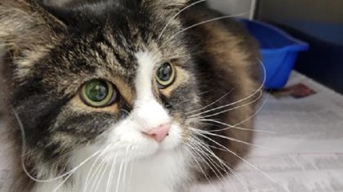 Jeremy the cat is looking for a lovely home in the Montréal area