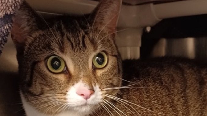 Adele the cat is looking for a new home in the Montréal area