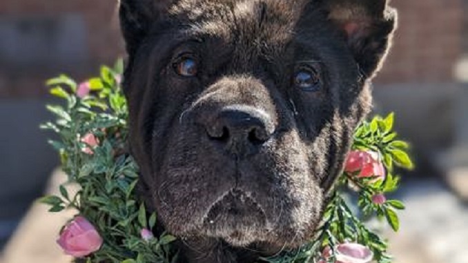 Gina the dog is looking for a new home in the Montréal area