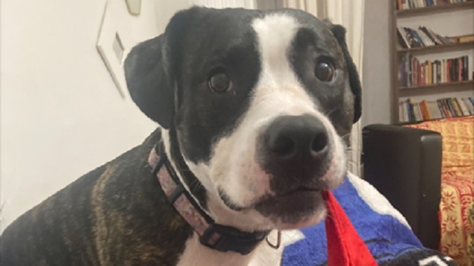 Pesto the dog is looking for a new home in the Montréal area