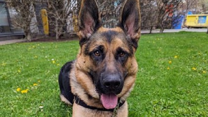 Deuce the dog is looking for a new home in the Montréal area