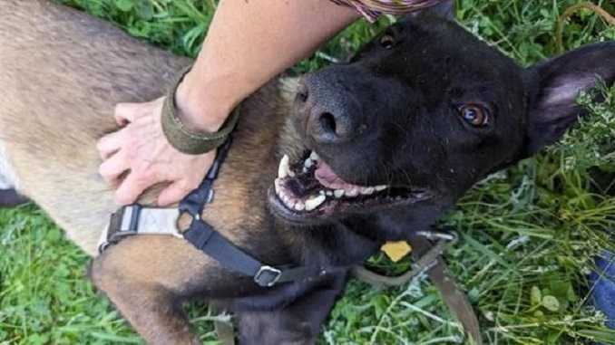 Aaron the dog is looking for a new home in the Montréal area