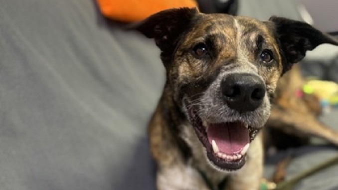 Lilo the dog is looking for a new home in the Montréal area