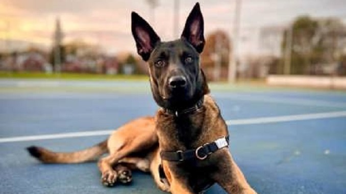Bony the dog is looking for a new home in the Montréal area