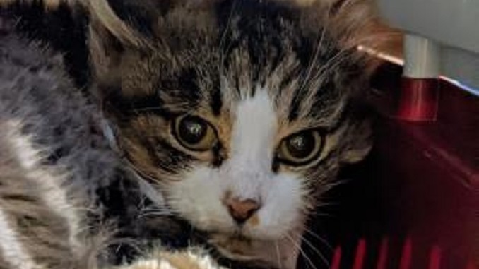 Mina the cat is looking for a new home in the Montréal area
