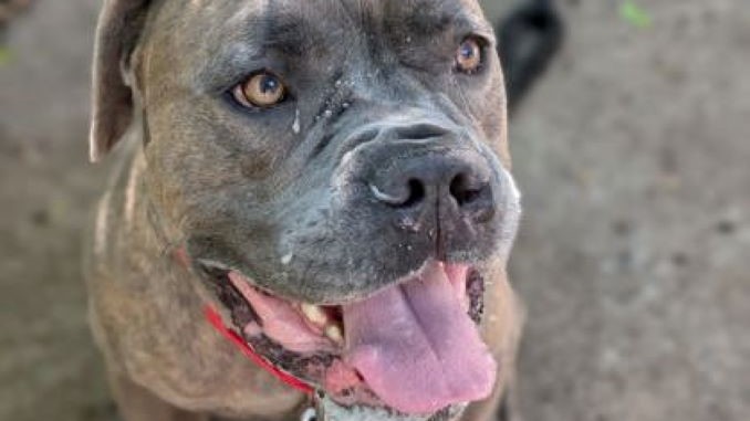 Enzo the dog is looking for a new home in the Montréal area