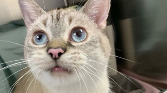 Hoshi the cat is looking for a new home in the Montréal area