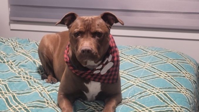 Bailey the dog is looking for a new home in the Montréal area