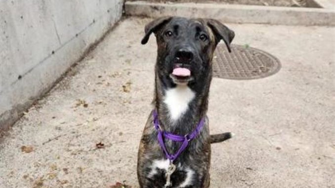 Zoe the dog is looking for a new home in the Montréal area