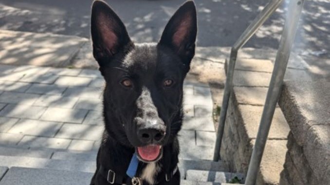 Diesel the dog is looking for a new home in the Montréal area