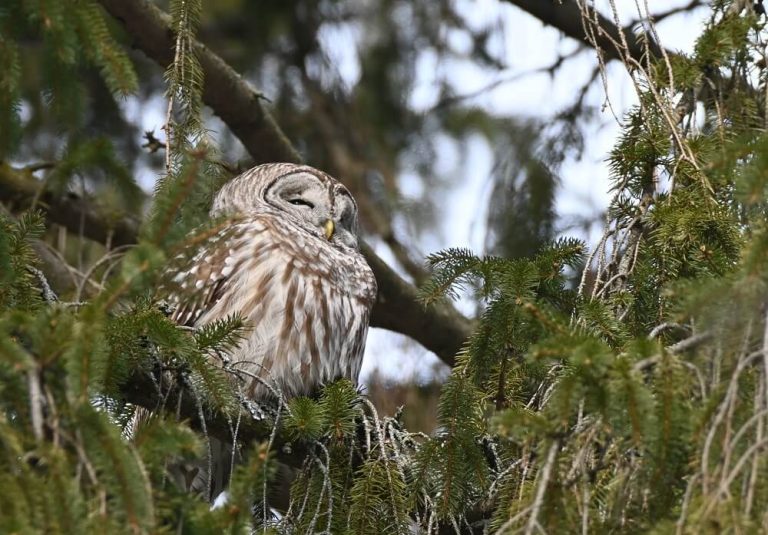 Charitable Choices: Scott Pemberton of the Morgan Arboretum