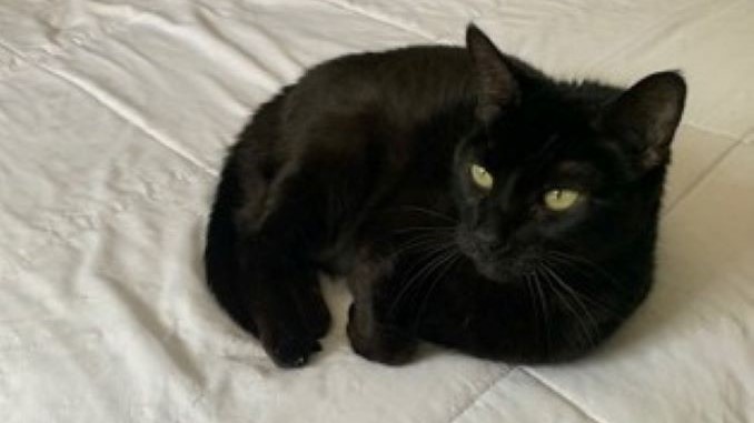 Sarah the cat is looking for a new home in the Montréal area