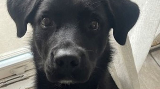 Asta the dog is looking for a new home in the Montréal area