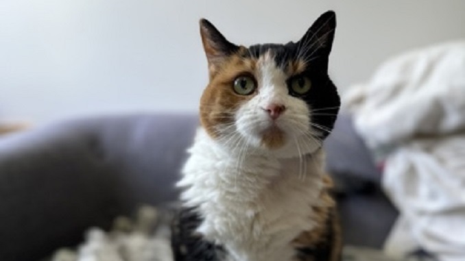 Mika the cat is looking for a new lovely home in the Montréal area