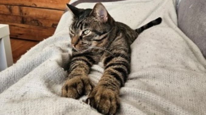 Kevin the cat is looking for a new home in the Montréal area