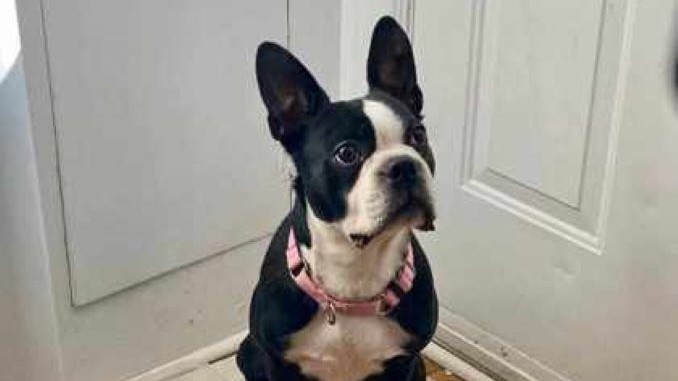 Baxter the dog is looking for a new home in the Montréal area