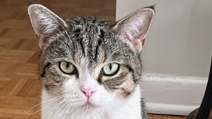 Munchie the cat is looking for a new home in the Montréal area