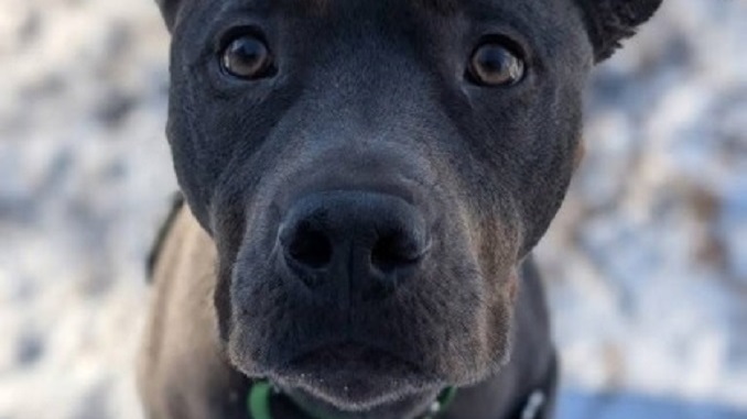 Kahlua the dog is looking for a new home in the Montréal area