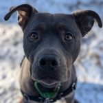 Kahlua the dog is looking for a new home in the Montréal area