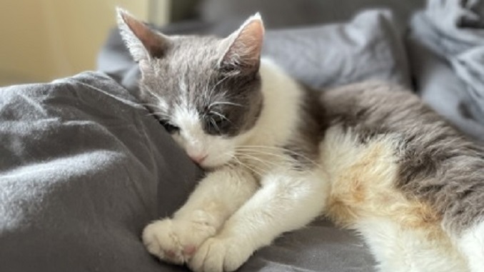 Roxanne the cat is looking for a new home in the Montréal area