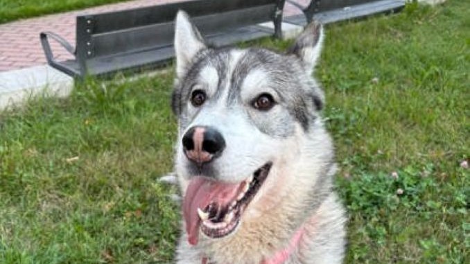 Ace the dog is looking for a new home in the Montréal area