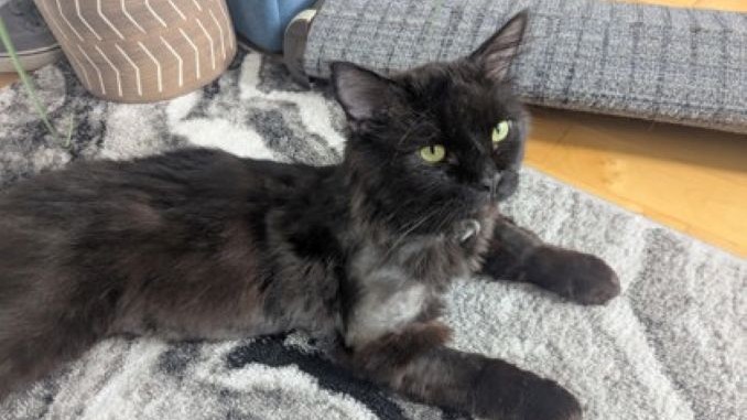 Maui the cat is looking for a new home in the Montréal area