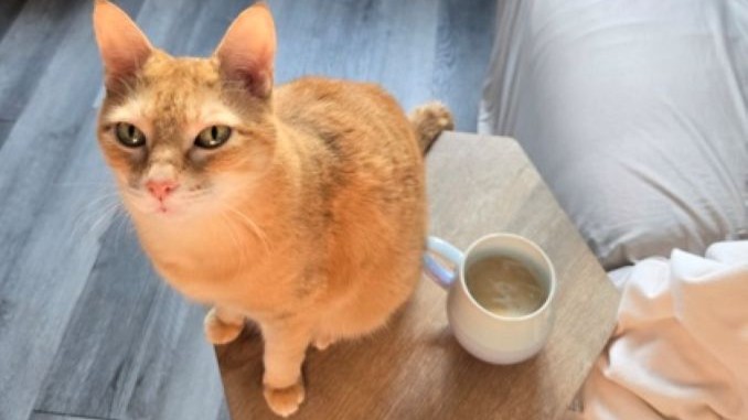 Sashimi the cat is looking for a new home in the Montréal area